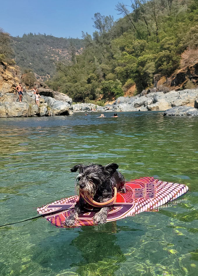 Even local dogs have figured out the best way to enjoy these swimming holes &ndash; with better paddleboarding skills than most humans I know!