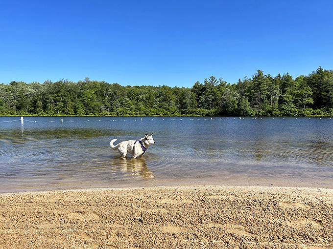 Even four-legged visitors can't resist Sand Spring Lake's crystal waters. This pup has clearly found the perfect summer cool-down spot.