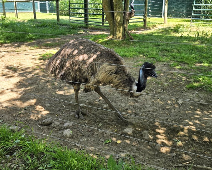 Excuse me, do you have this in a smaller size? An emu struts through its enclosure, showcasing those impossibly skinny legs supporting a body that looks like it's wearing a feather coat two sizes too big.
