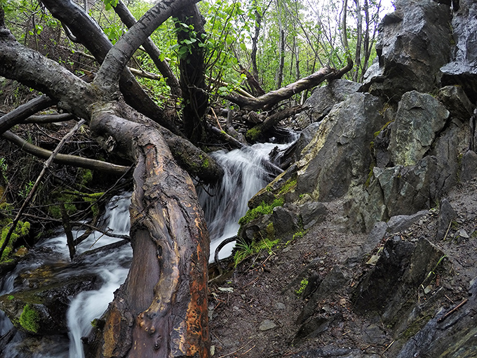 Mother Nature's obstacle course—where fallen trees create natural bridges and every step feels like you're in an Indiana Jones movie minus the booby traps.