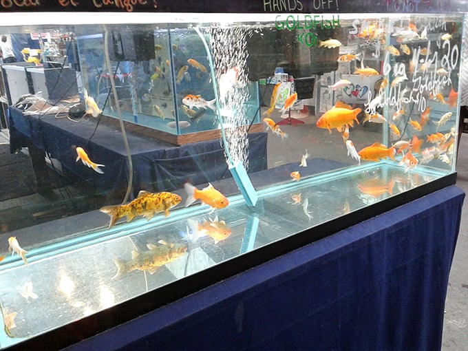 Who knew shopping for pet fish could be so mesmerizing? These golden swimmers dart about like underwater jewels, hypnotizing potential owners.