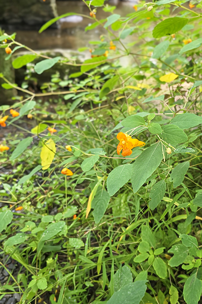 These delicate wildflowers add splashes of sunshine yellow to the forest palette, nature's way of accessorizing even the most remote corners.