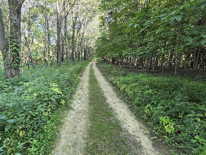 A trail beckons through the verdant corridor. The original "green screen"&mdash;except these special effects are 100% natural and bug-free.
