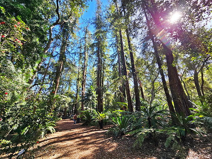 Walking through the Ancient Forest feels like time travel to the Jurassic period. Just listen for dinosaur footsteps among the towering trees.