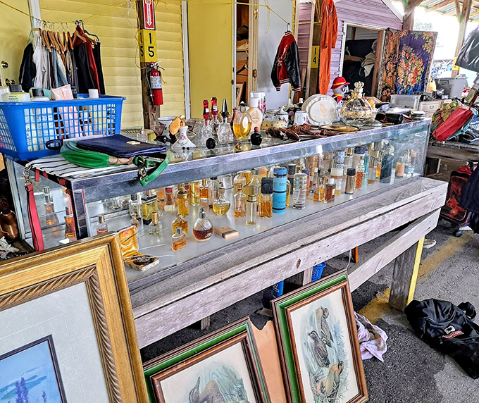 Perfume bottles and vintage glassware catch the Florida sunlight, transforming ordinary shelves into a museum of everyday elegance from decades past.