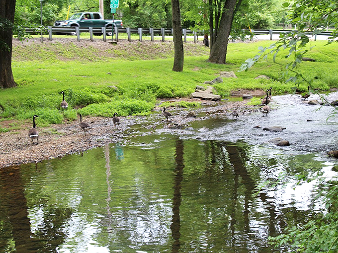 Even the local geese appreciate Crum Creek's peaceful flow beneath the bridge. Nature and history coexist in perfect harmony here.