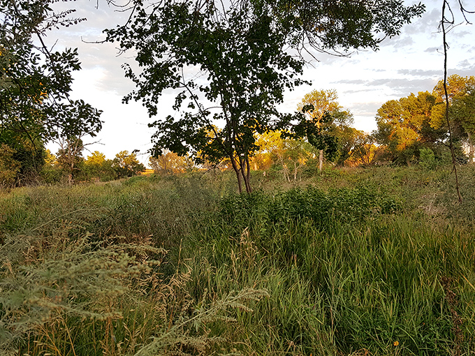 Prairie poetry in motion: Tall grasses dance in the breeze while autumn colors paint the background in nature's most soothing palette.
