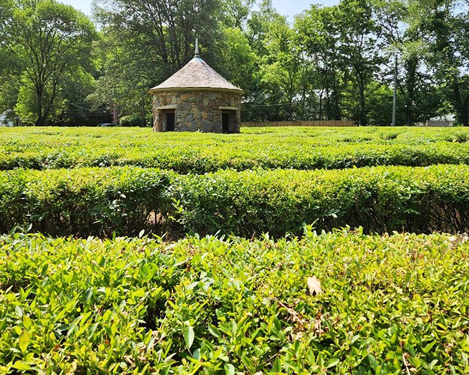 Ground level reveals the hedge walls' impressive density, creating natural corridors that whisper secrets to patient walkers.