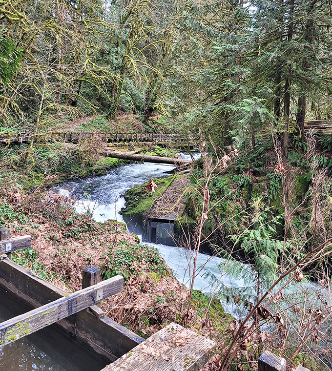 Cedar Creek rushes below, a constant soundtrack that's been playing the same tune since long before anyone built a bridge here.
