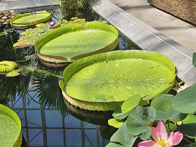 Giant lily pads that look strong enough to support a small child&mdash;though garden staff strongly advise against testing this theory.