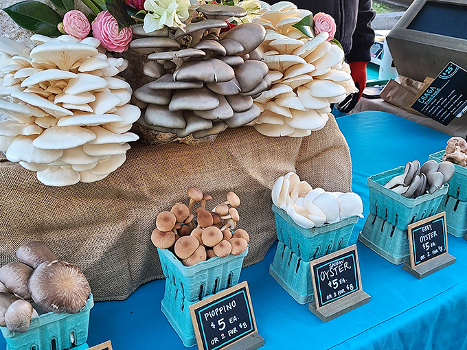 Mushroom kingdom! These fungi masterpieces would make Mario jump for joy—nature's architectural wonders arranged with the precision of edible art.