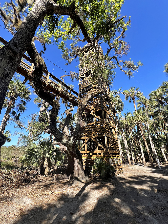The canopy tower stands like a wooden lighthouse in a sea of green, promising views that'll make your Instagram followers think you've hired a drone photographer.