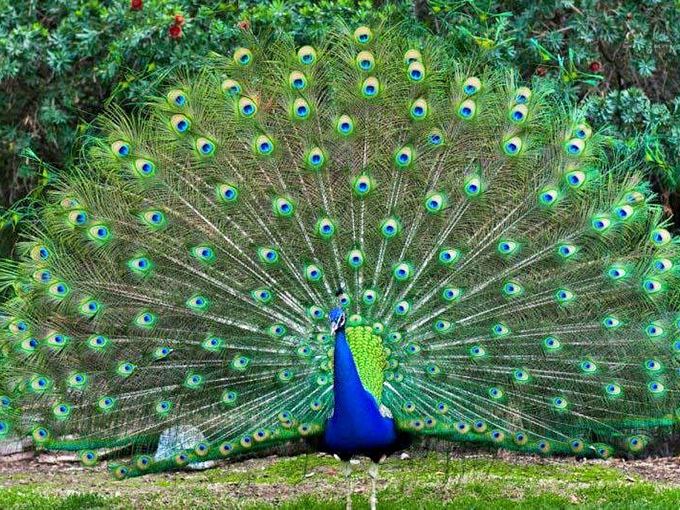 Nature's showoff in full regalia. This peacock didn't just wake up like this&mdash;he's been practicing that tail display since before Instagram made peacocking a thing.