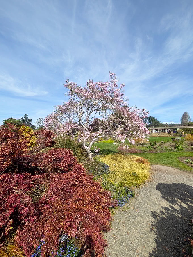Spring arrives in a burst of pink magnolia blooms that could convince anyone to move north.