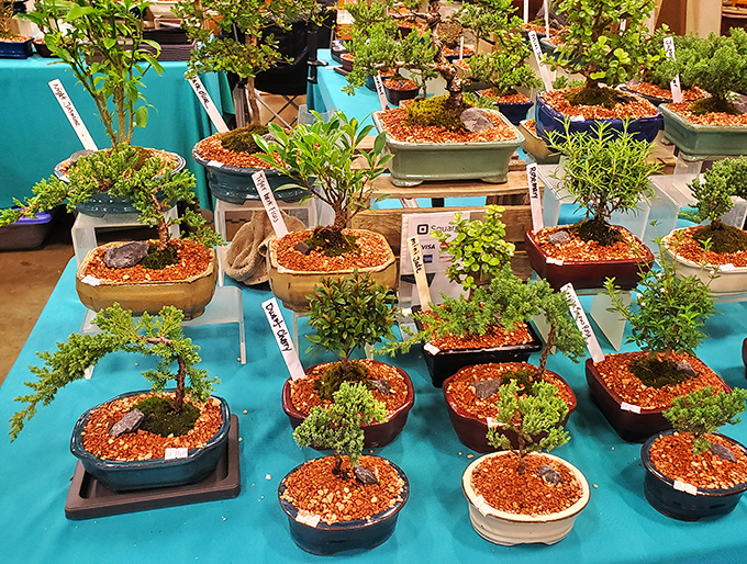 Miniature bonsai gardens offer living art for those who've run out of wall space. Green thumbs not included, but enthusiasm is.