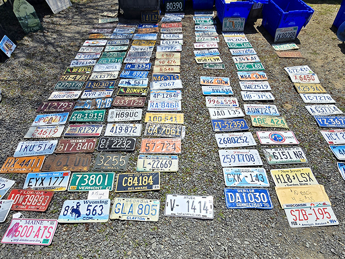 License plate paradise! Each rusty rectangle represents road trips, family vacations, and that time your teenager backed into the mailbox. State-issued memories, no DMV line required.