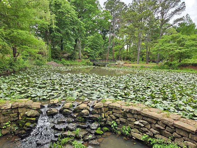 Lily pads transform ordinary water into nature's mosaic. Somewhere, a frog is living a better life than most of us.