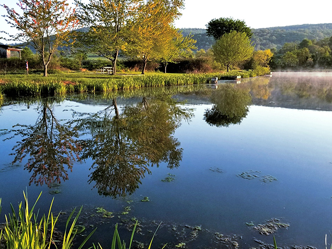 When the pond becomes nature's mirror, even narcissists would approve of this level of self-reflection.