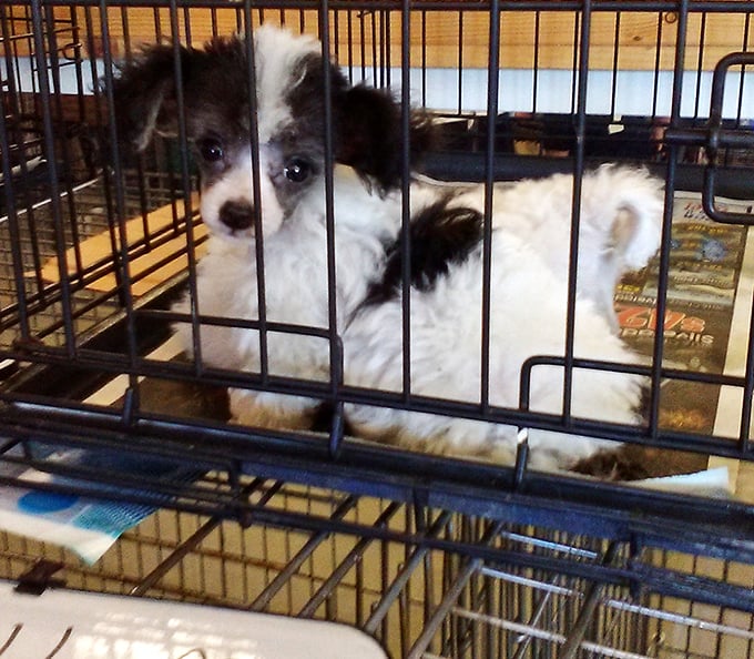 The market's unofficial greeter! This adorable pup in a crate reminds us that sometimes the best finds have four legs and wet noses.