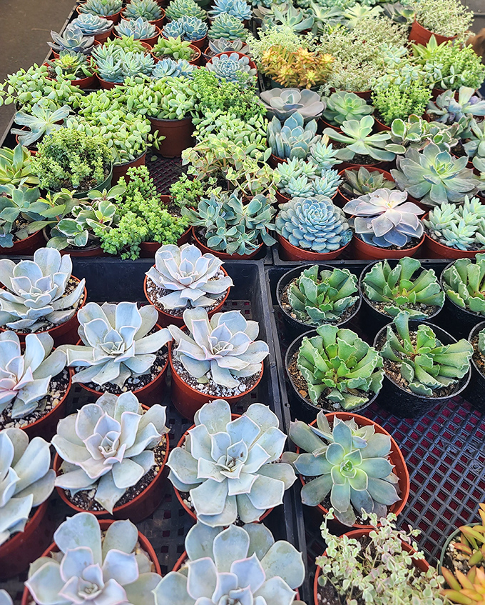 A succulent paradise blooms amid the asphalt &ndash; these drought-tolerant beauties offer instant California garden cred without the maintenance drama.