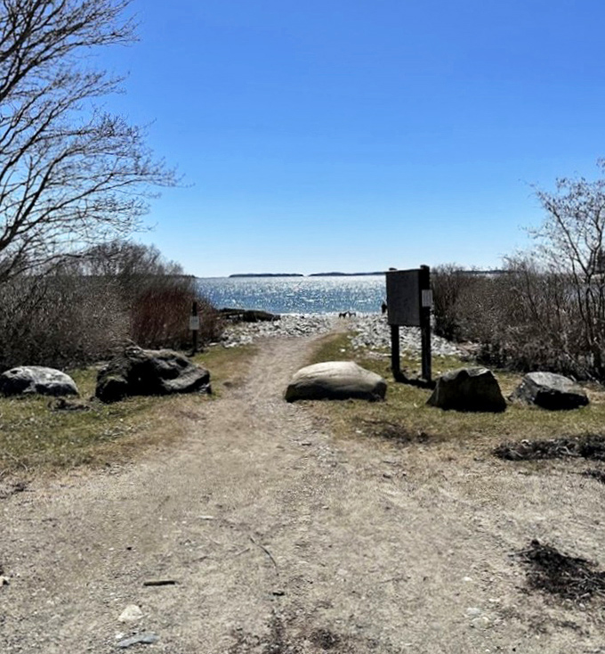 Sunshine filtering through ancient sentinels &ndash; where you can almost hear the trees whispering their centuries-old secrets.