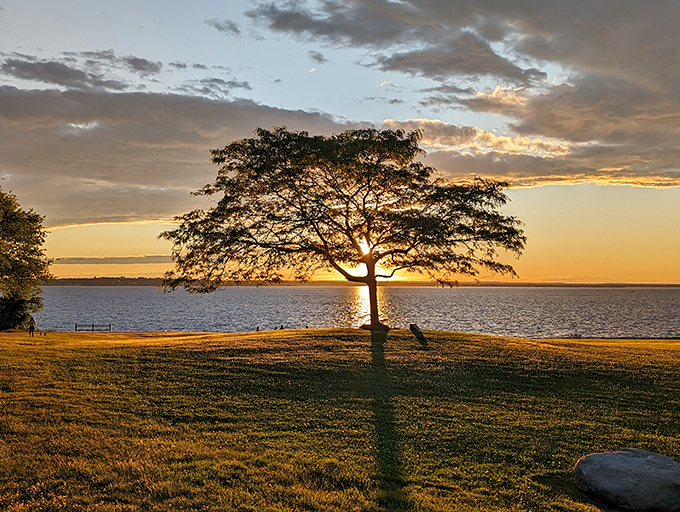 Nature's light show upstages everything at sunset. This lone tree stands sentinel, perfectly positioned for your next holiday card photo.
