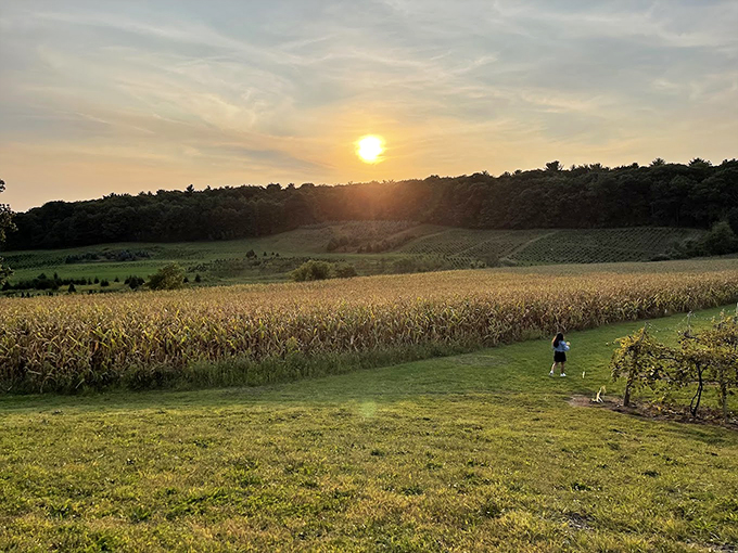 Golden hour magic transforms the vineyard into something from a dream—that moment when day kisses night and everything glows with possibility.