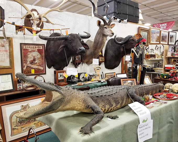 Where else but Iowa would you find magnificent taxidermy sharing space with vintage hunting gear? That alligator has stories that would make Hemingway jealous.