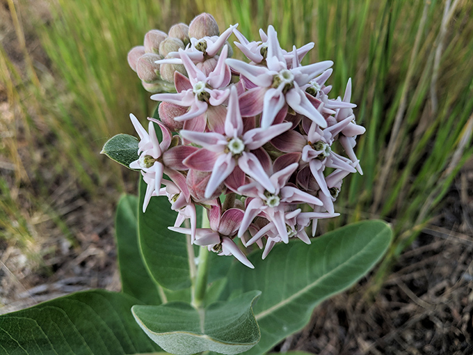 Mother Nature's bouquet service, delivering delicate wildflowers that somehow thrive in Wyoming's challenging climate. No delivery fee required.