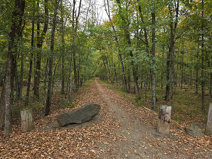 Winding trails invite exploration beyond the bridge, promising adventures that might just lead to your next favorite picnic spot.