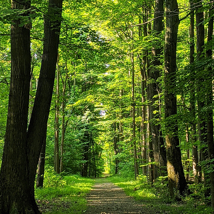 Nature's cathedral &ndash; sunlight filtering through a canopy of trees creates the kind of peace you can't download from any meditation app.