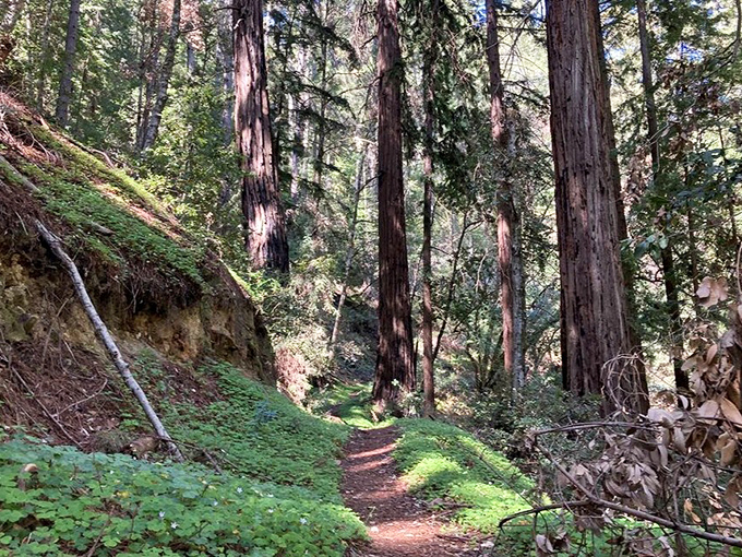 A trail that whispers "follow me" through sun-dappled redwoods. No GPS needed—just the promise of what's around the next bend.