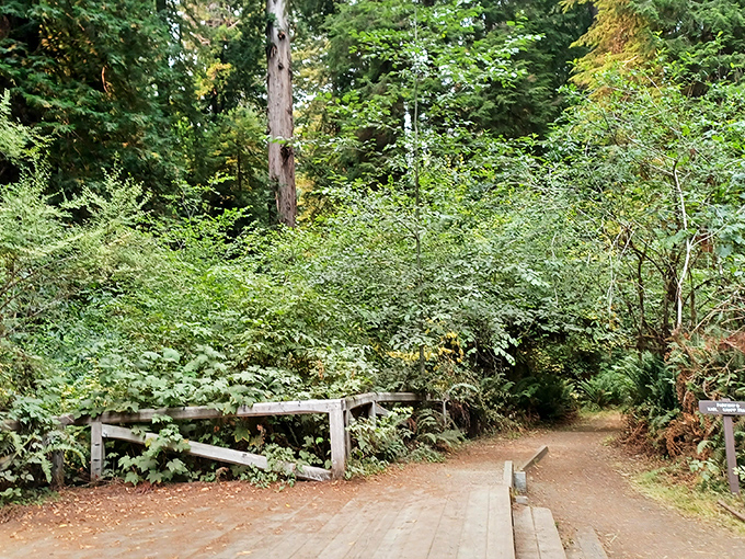 A well-maintained trail invites exploration through the heart of the forest. No GPS needed&mdash;just follow the path of wonder.