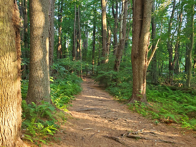 Nature's red carpet treatment. This trail invites you to wander beneath cathedral-like trees where the only admission fee is leaving your worries behind.