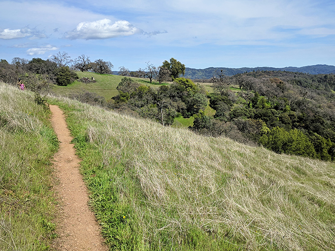 The path less traveled beckons. This winding dirt trail through golden grasses promises adventure and perhaps a gentle reminder that you should've stretched first.