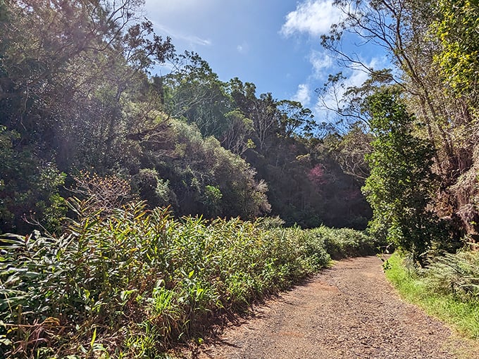 Nature's red carpet treatment&mdash;minus the paparazzi and uncomfortable shoes. This trail whispers secrets about Hawaii that resort beaches never tell.