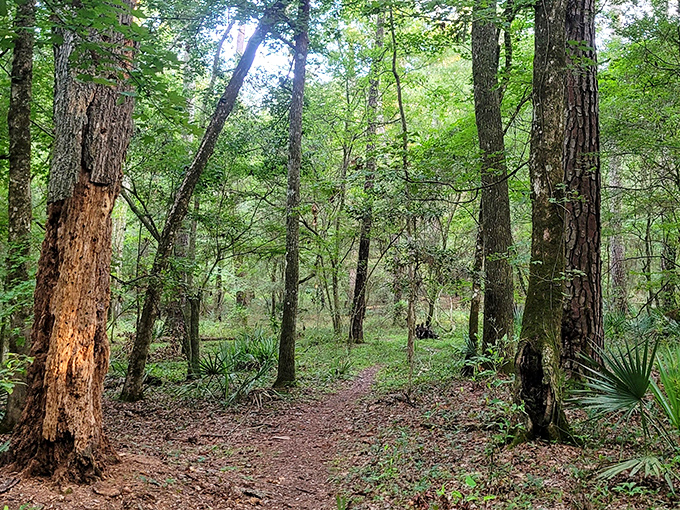 Florida's natural cathedral of pines and palmettos. The dappled sunlight creates spotlight effects worthy of a Broadway production.