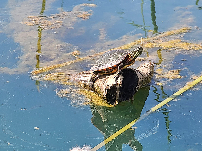 This sunbathing turtle has mastered the art of relaxation better than most humans with expensive spa memberships.