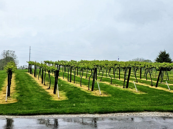 Neat rows of possibility&mdash;each vine a promise that Indiana can indeed produce what California bragged about for years.