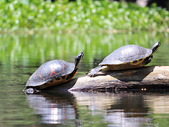 These sunbathing turtles have mastered the Florida lifestyle better than any snowbird &ndash; no sunscreen required.