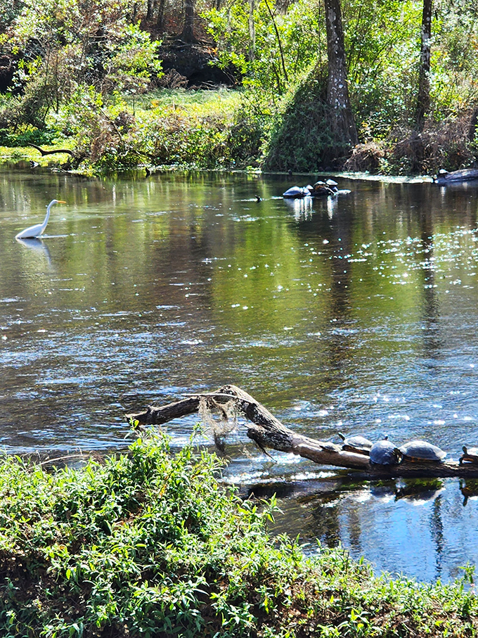 Turtle condo complex with waterfront views. These shelled residents have mastered the art of Florida living, complete with sunbathing platforms.