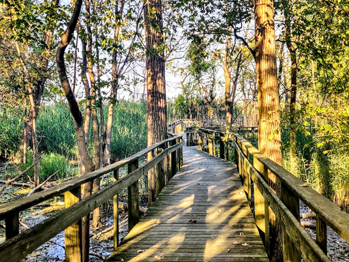 Nature's hallway invites exploration as sunlight plays peek-a-boo through the wooden boardwalk. Beats any red carpet in Hollywood.