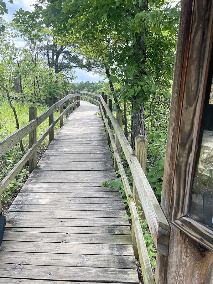 Nature's red carpet treatment. This wooden boardwalk invites exploration while protecting the delicate ecosystem beneath your feet. 