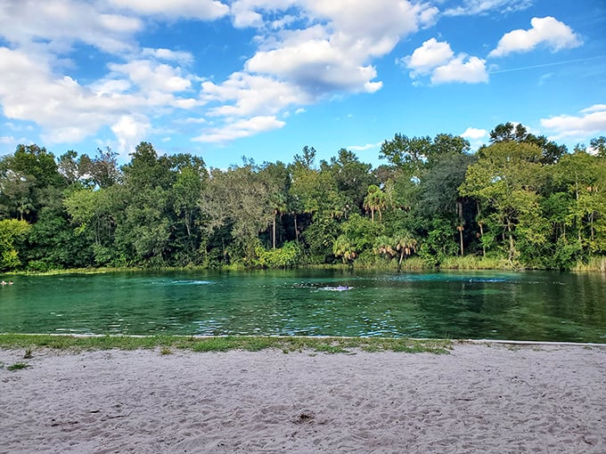 Alexander Springs offers the perfect sandy entry into crystal waters. Nature's five-star resort without the room service.