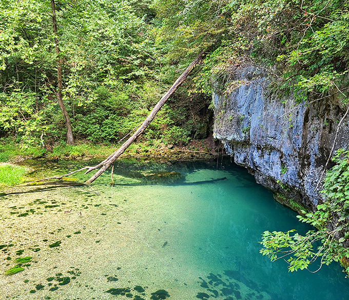Ha Ha Tonka's blue spring pool looks like someone spilled Caribbean waters in the Ozarks. That turquoise color is no camera trick!