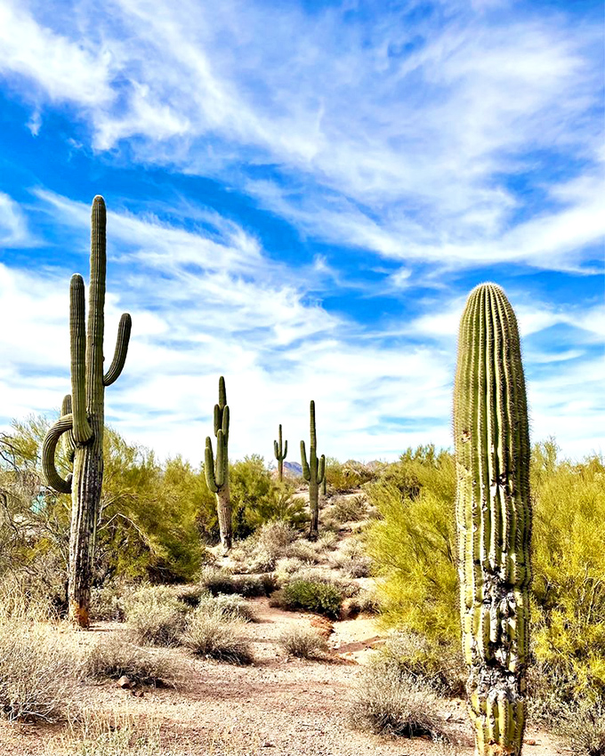 Towering saguaros stand guard like nature's sentinels, welcoming you to classic Sonoran Desert beauty.