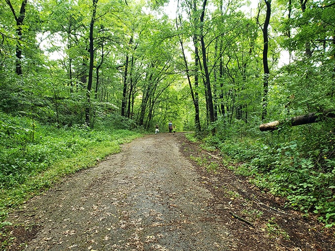 A peaceful forest trail winds through Mississippi Palisades State Park, inviting hikers to slow down and soak in the quiet beauty of nature.