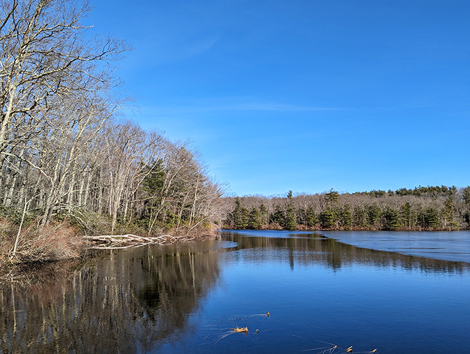 This scene feels perfectly still and untouched. The calm water mirrors the tall, stark forest line, creating a beautiful study in symmetry and solitude.
