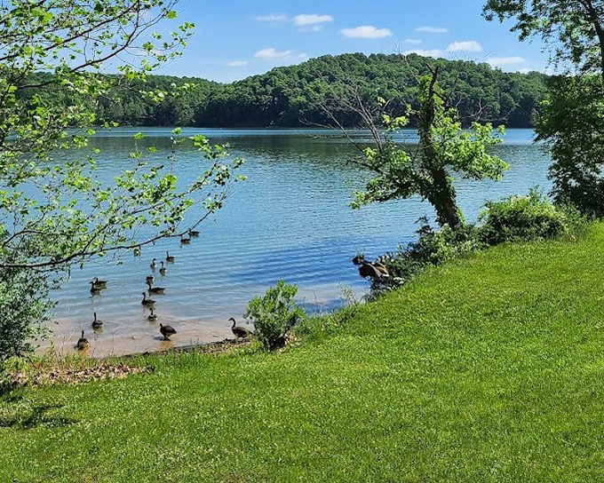 Ducks enjoy front-row seats to nature's show at Salt Fork State Park. They don't even need to download a ticket app.