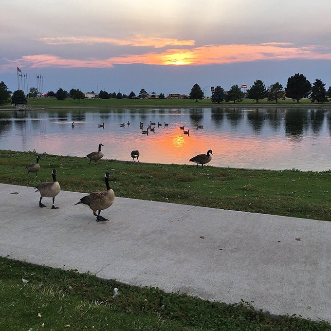 Sunset paints the lake golden while geese gather for their evening social hour, nature's own happy hour show.